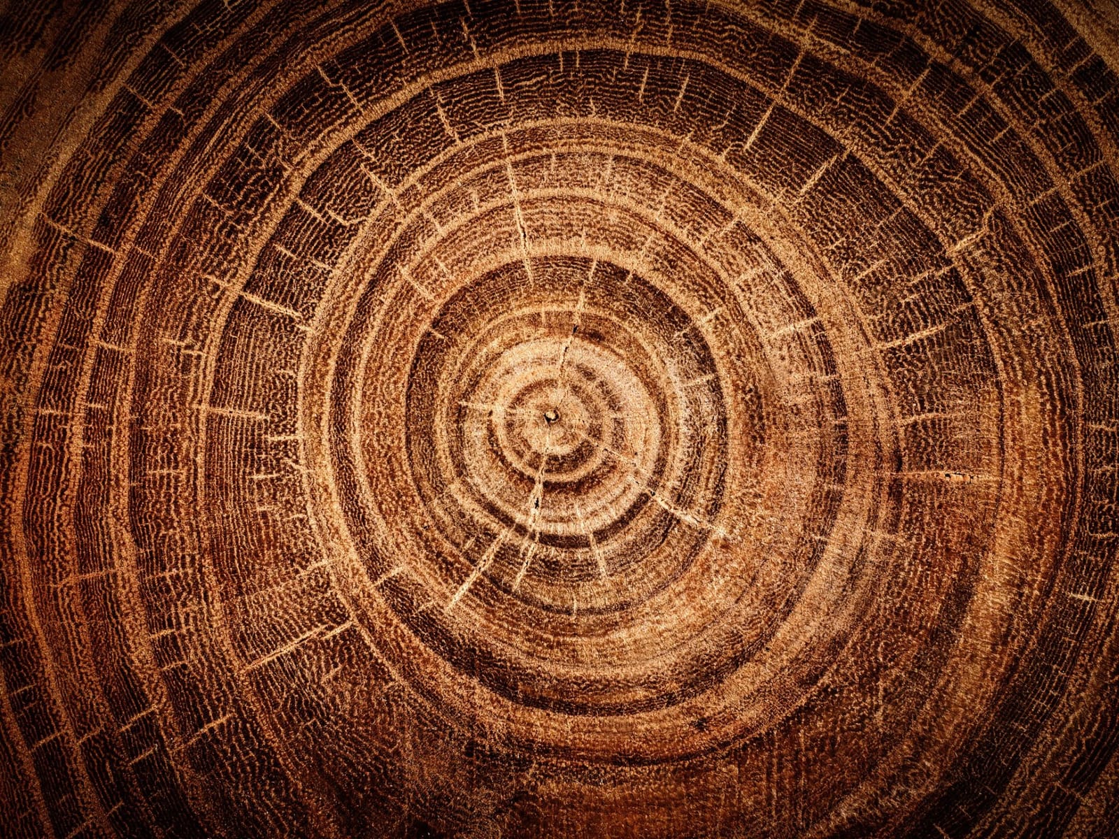 Roman Engineering: The Backbone of an Empire