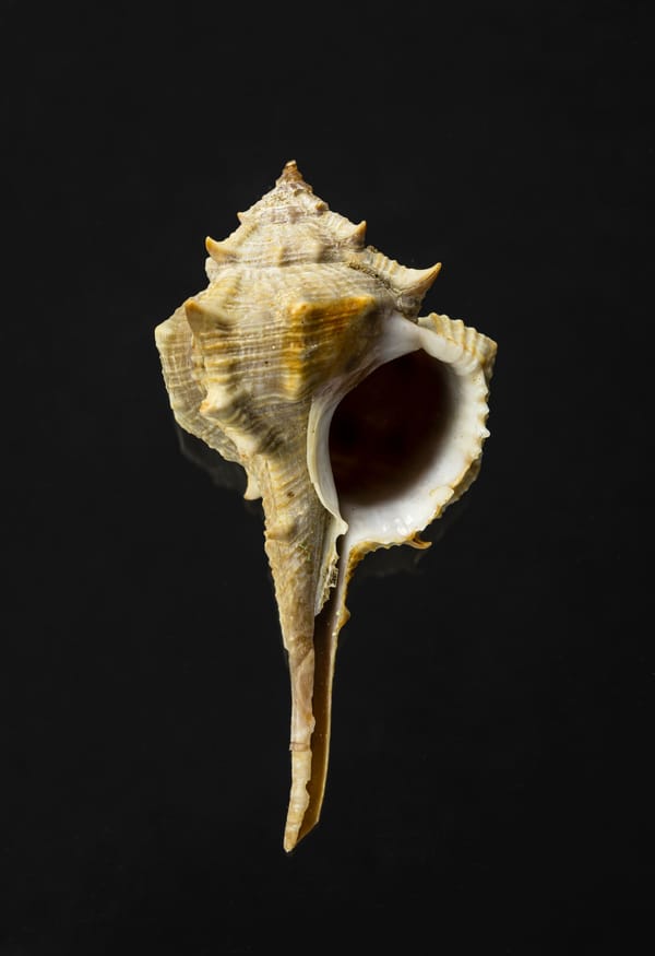 Born in the Purple: Τhe Ιmperial Color of the Roman Empire